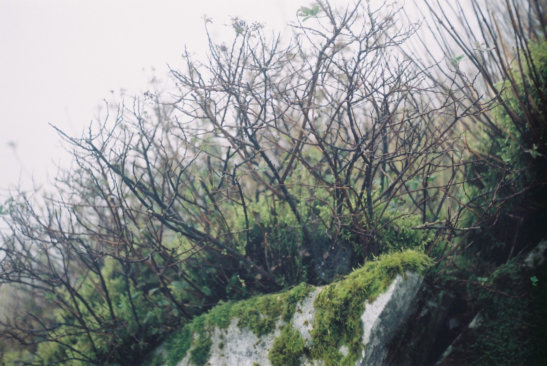 maloto (@maloto@kiritan.work) - 三代目きりたん丼